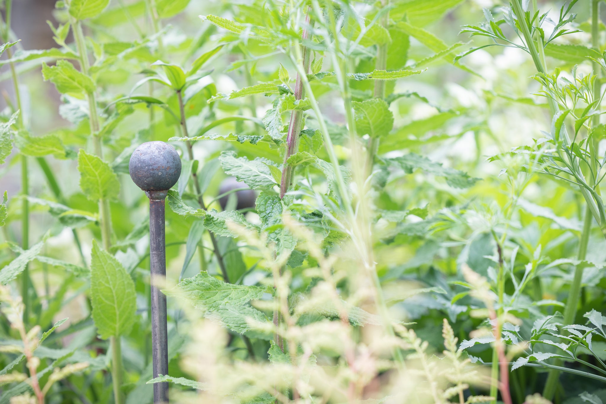 Ball Topped Garden Stakes (12mm) | Muntons