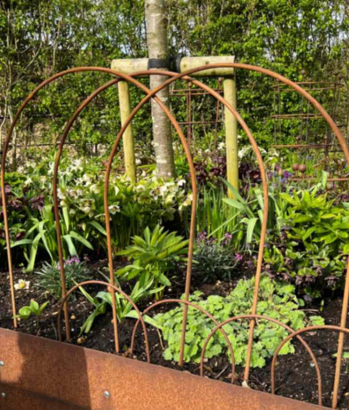 Cloche & Border Hoops For Plants | Muntons